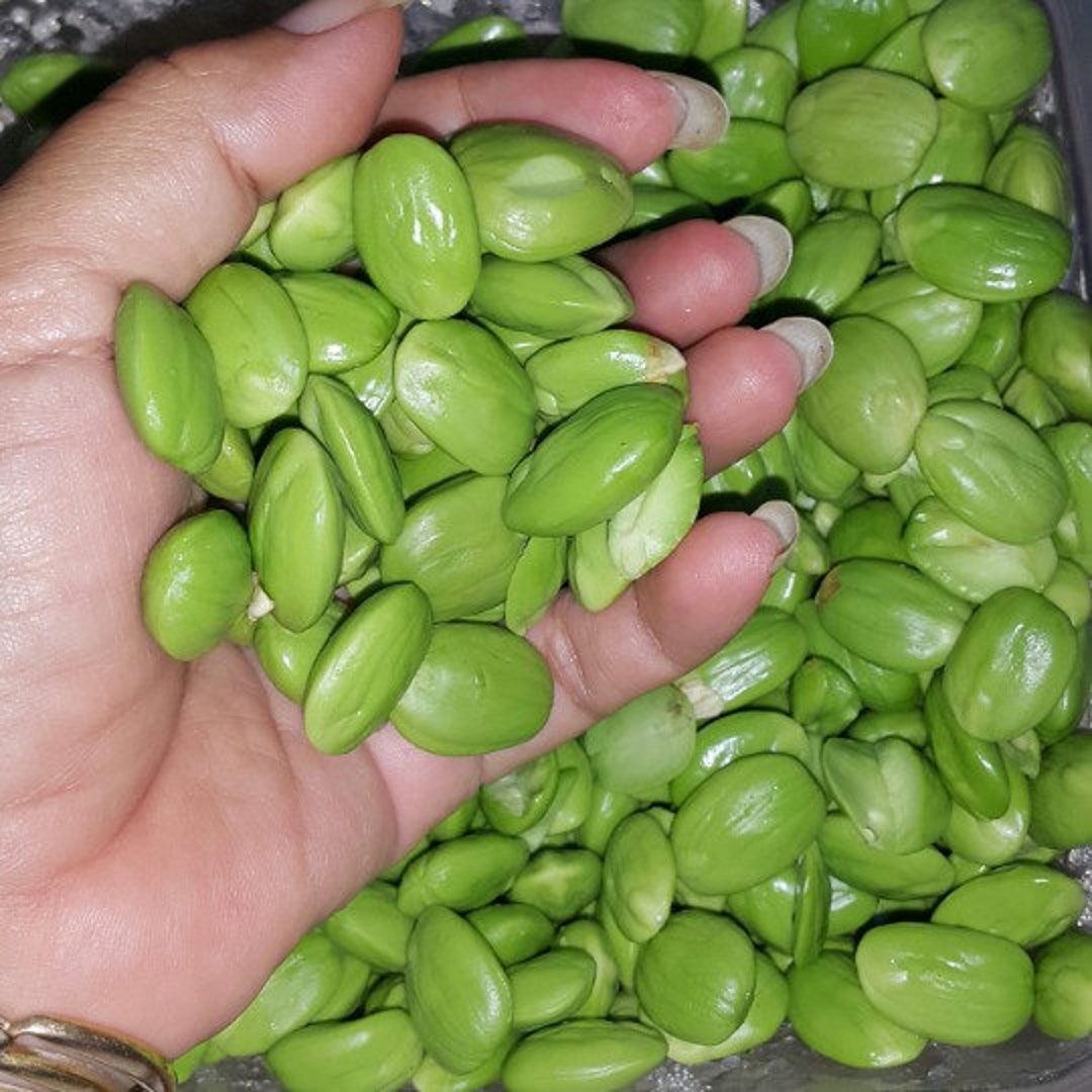 500 2.000 gr Petai Fresh Seeds Parkia Speciosa Petai Para Cocinado o ...