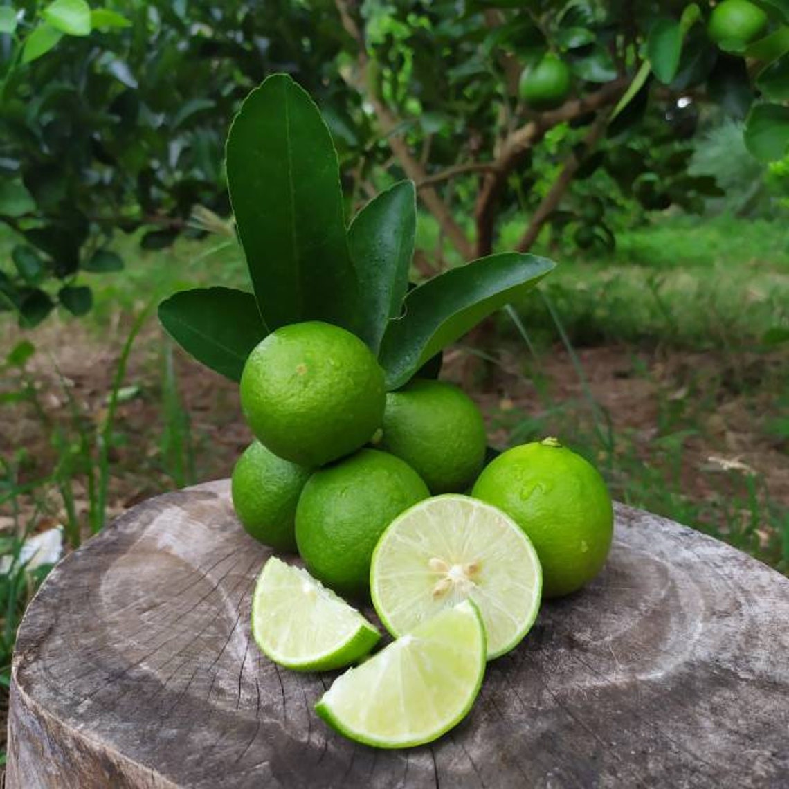 25 2.000 FRESH SEEDS ORGANIC Citrus Aurantifolia | Etsy