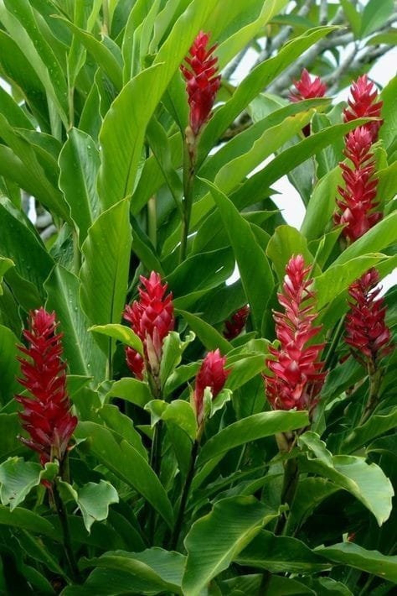 100 gr 2.000 gr Rizomas de Jengibre Rojo RIZOMAS ORGÁNICOS - Etsy España