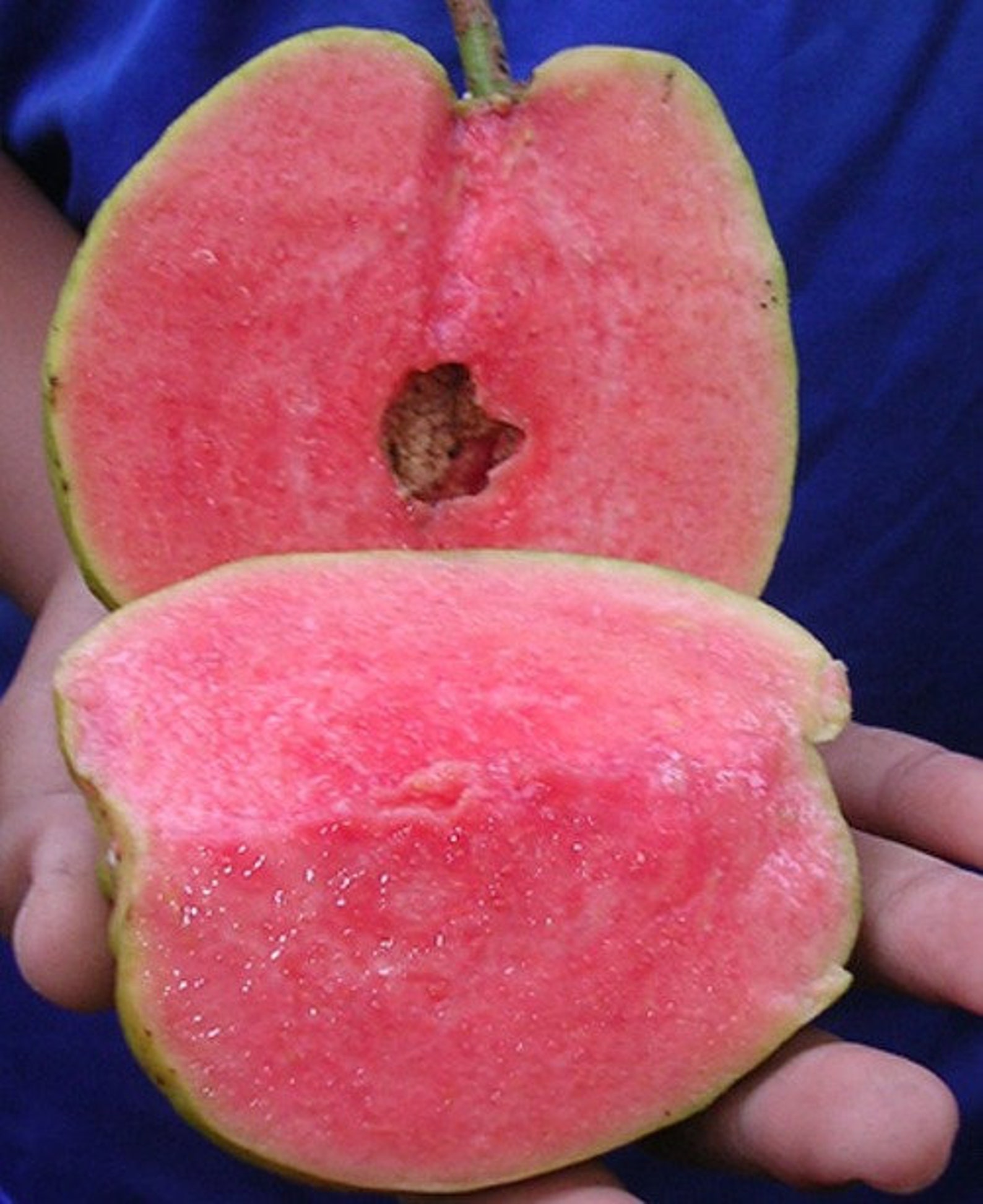 50 Seeds Red Guava Kristal Indonesia Psidium Guajava guava - Etsy