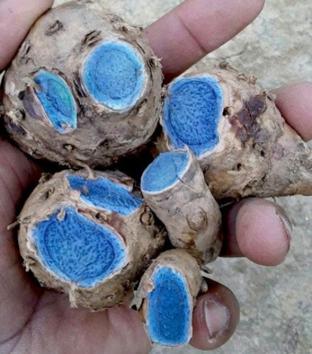 100 gr 1.000 gr FRISCHE BIO RHIZOME Curcuma Caesia Cadvar Black Hardy ...