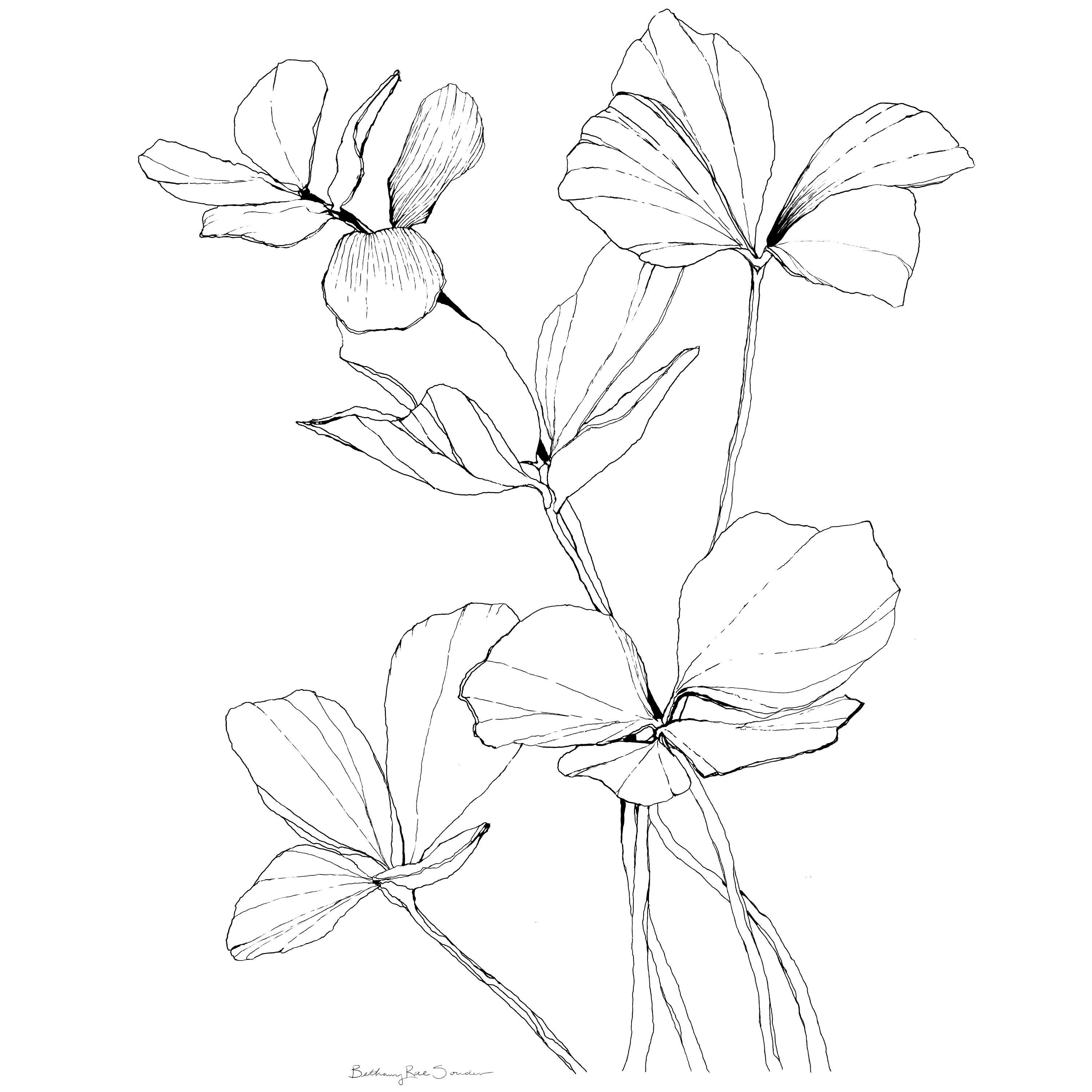 Minimalist Plant Drawing Print - Etsy