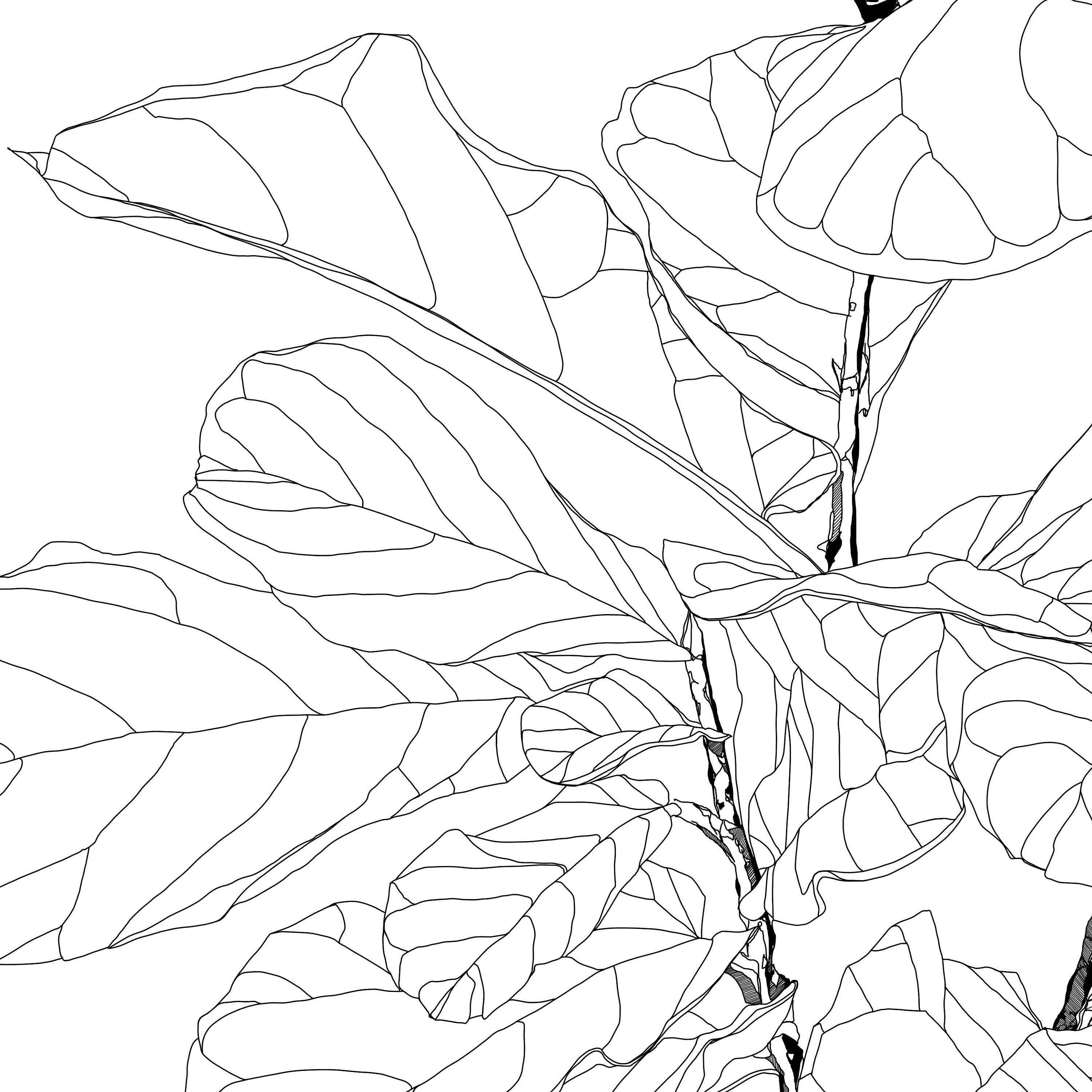 Fiddle Leaf Fig Plant Print - Etsy