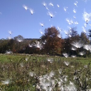 Stay Downwind Milkweed Seed Floss, Crafts, Wind Direction Indicator for ...