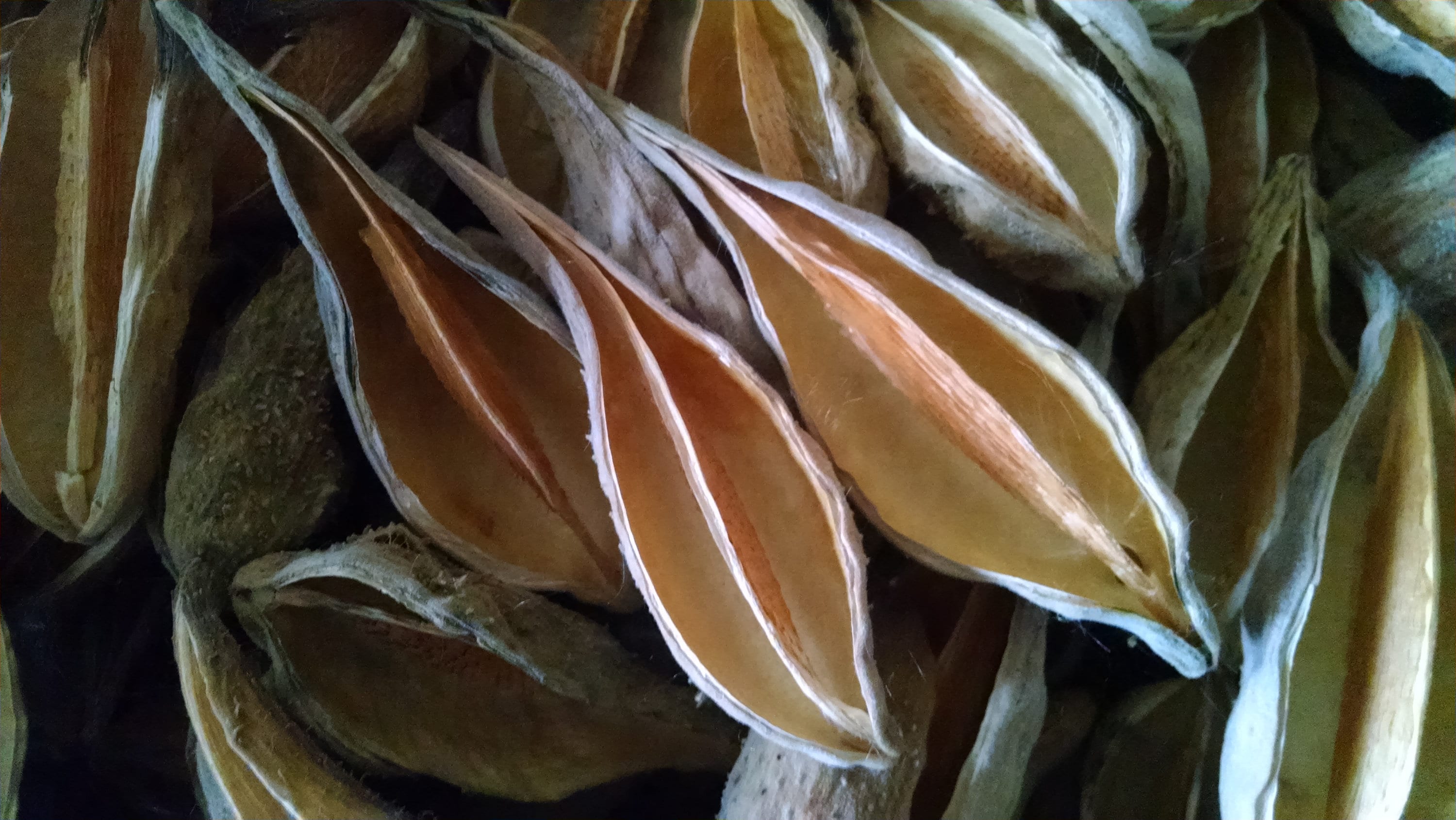 100+ Milkweed Pods, Empty, Dried for Arts, Crafts, Wreaths, Ornaments ...