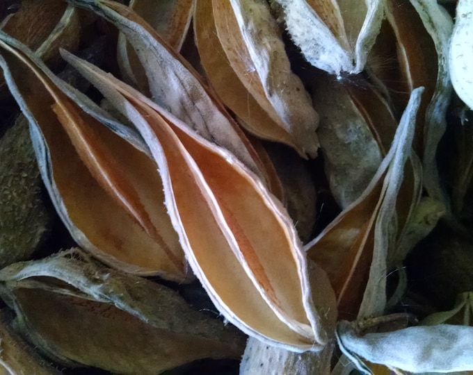 Natural Rams Head Seed Pods - Seed Pod Decor - Bioactive Terrarium ...