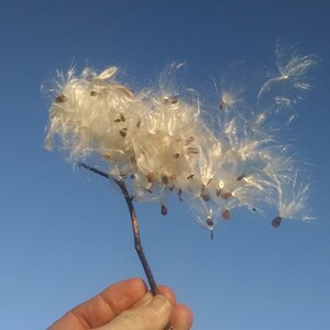 Stay Downwind Milkweed Seed Floss, Crafts, Wind Direction Indicator for ...
