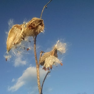 Stay Downwind Milkweed Seed Floss, Crafts, Wind Direction Indicator for ...