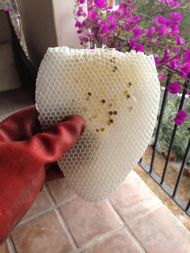 100% Pure White Beeswax in Bars, Pellets, or 1 Lb Bulk Blocks - for DIY ...