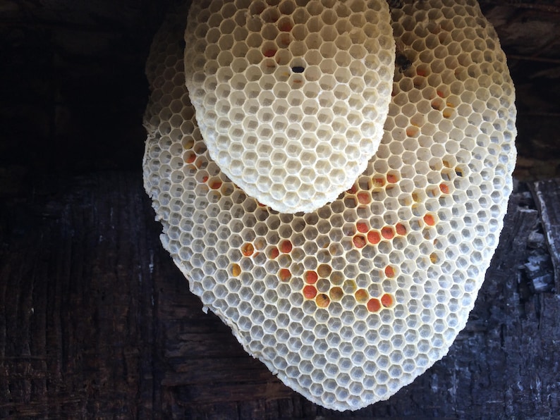 100% Pure White Beeswax in Bars, Pellets, or 1 Lb Bulk Blocks - for DIY ...