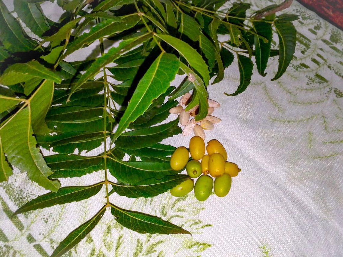 Neem tree / margosa plant organic seeds from sri lanka fast | Etsy