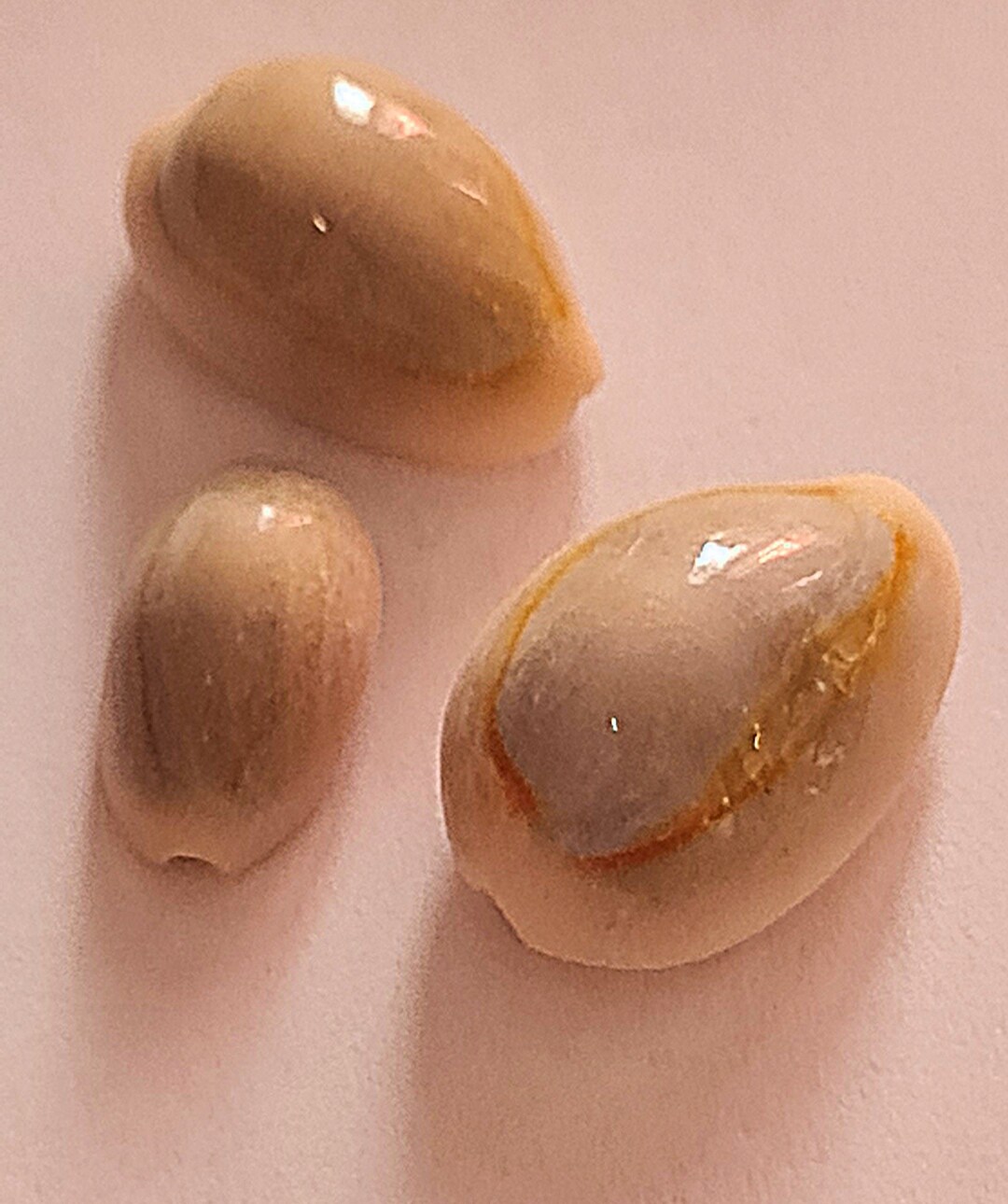 Small African Shells Natural Cowries Various Sizes Decoration and ...