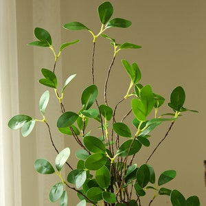 Fake Ficus Leaves With Long Branch, Banyan Foliage Twigs, Aglaia ...