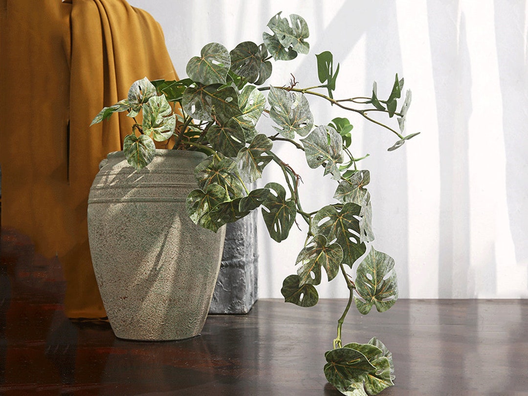 Mini Monstera Leaves Stem With Roots, Rhaphidophora Tetrasperma ...