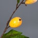 Fake Loquat Fruit Long Branch With Leaves, Autumn Rustic Berry Craft ...
