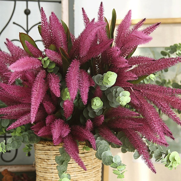 Foxtail Fern Plant - Etsy