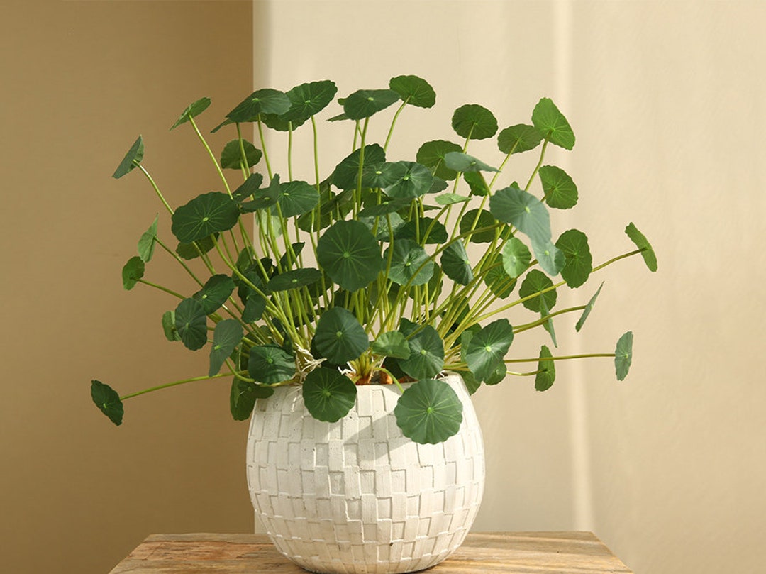 Fake Marsh Pennywort Plant, Hydrocotyle Vulgaris, Chinese Coin Plant ...