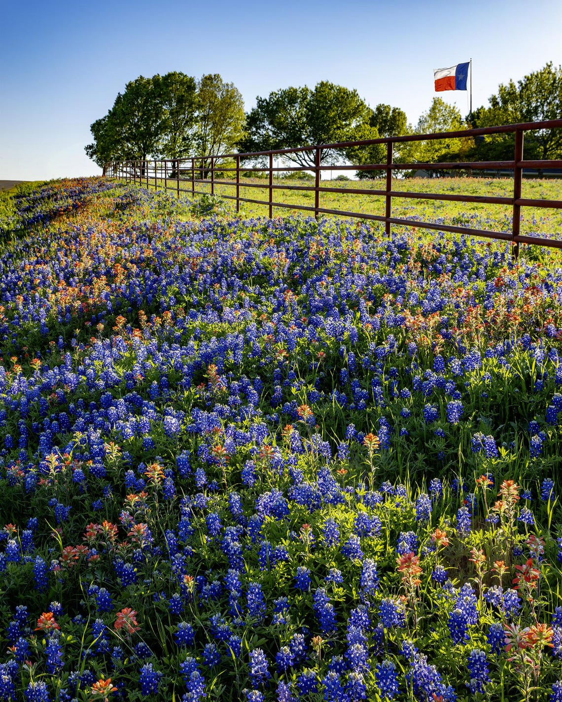Bluebonnet Roadside Scene With Texas Flag - Rustic Fence, Wildflowers ...