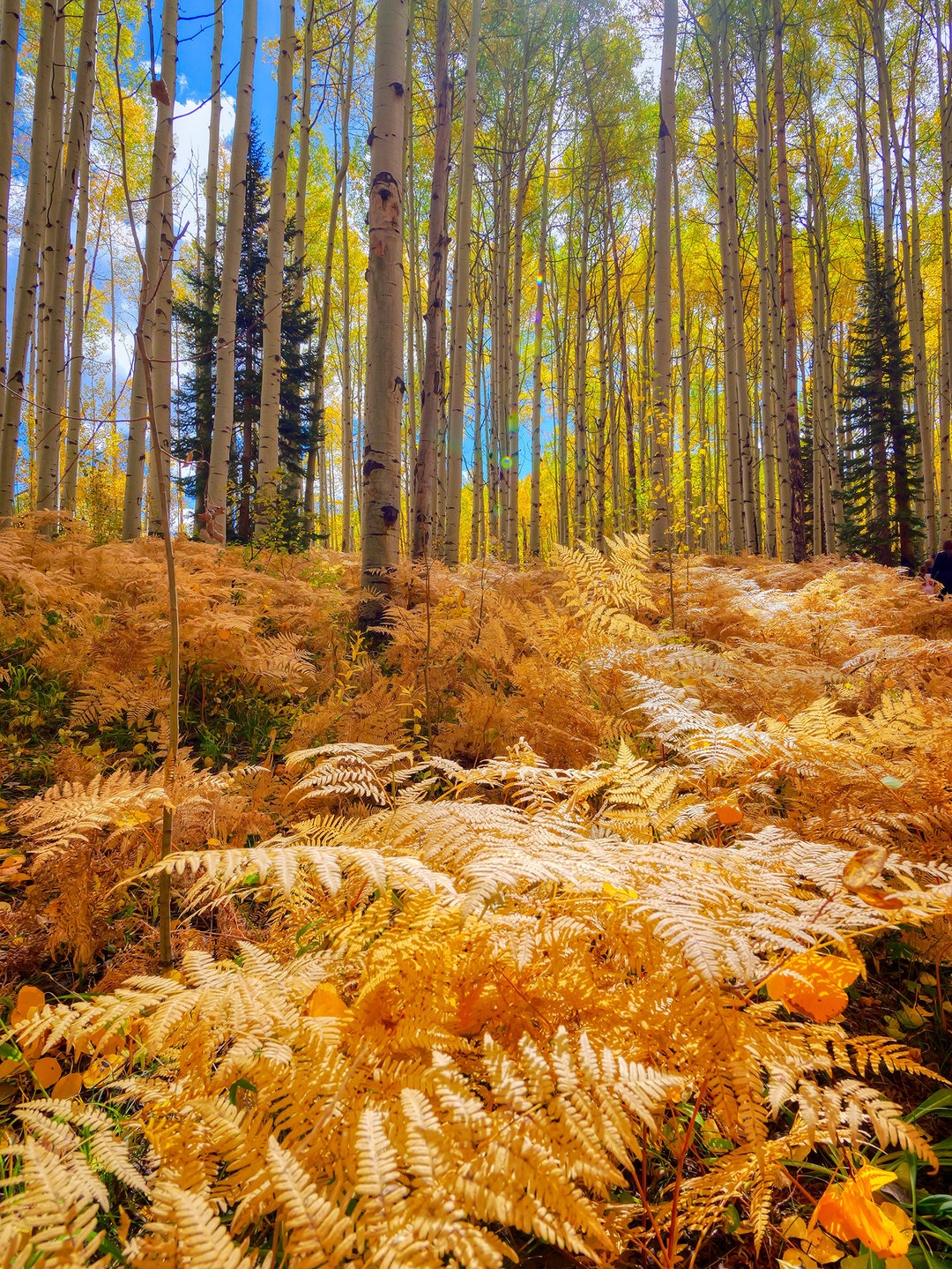 Aspen Grove in a Sea of Ferns - Etsy