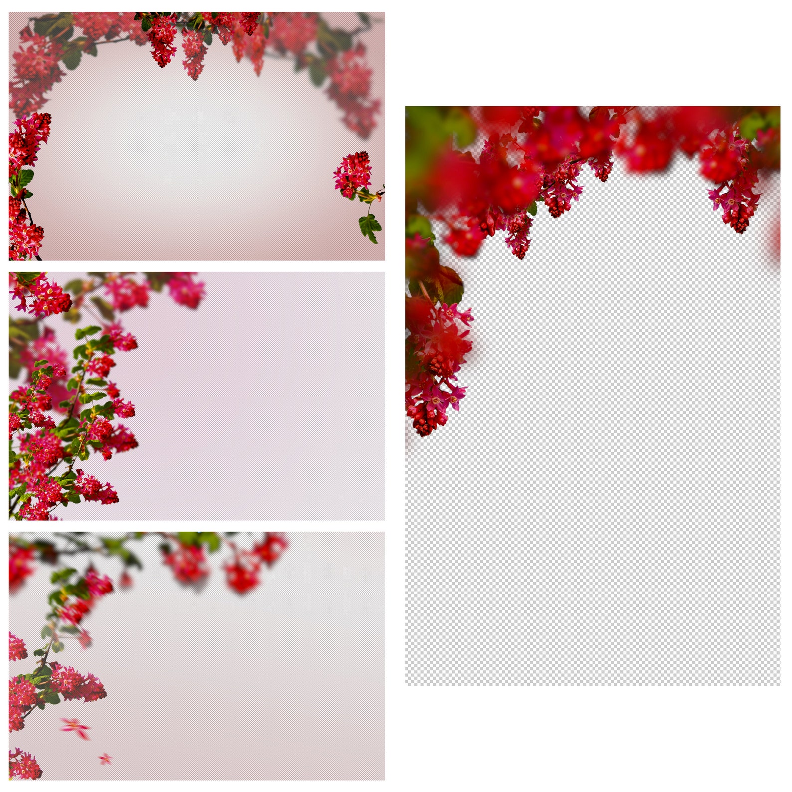 Red Flowers Overlays art frame photoshop overlay flowering | Etsy