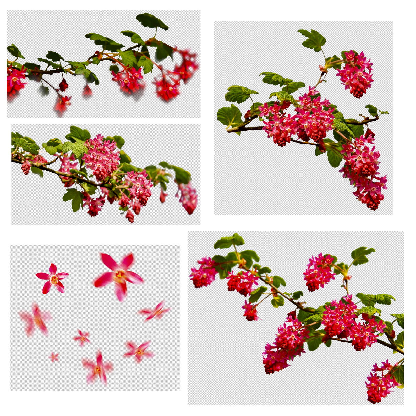 Red Flowers Overlays art frame photoshop overlay flowering | Etsy