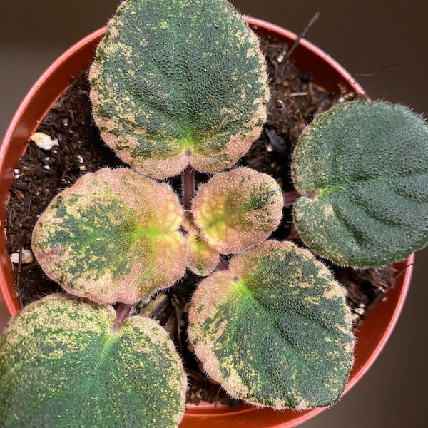 Variegated African Violet - Etsy