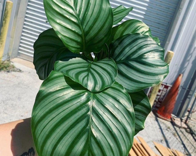 Large Calathea Orbifolia in 6 Inch Pot HARD to FIND This Size - Etsy