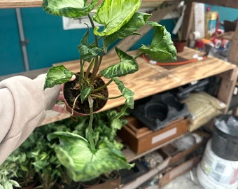Syngonium Godzilla 4 Pot ALL PLANTS Require You to Purchase 2 Plants - Etsy