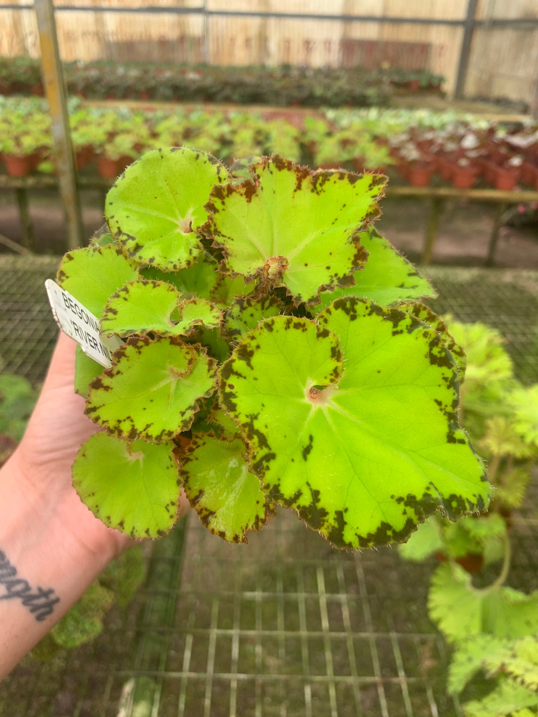 Begonia River Nile 4 - Etsy