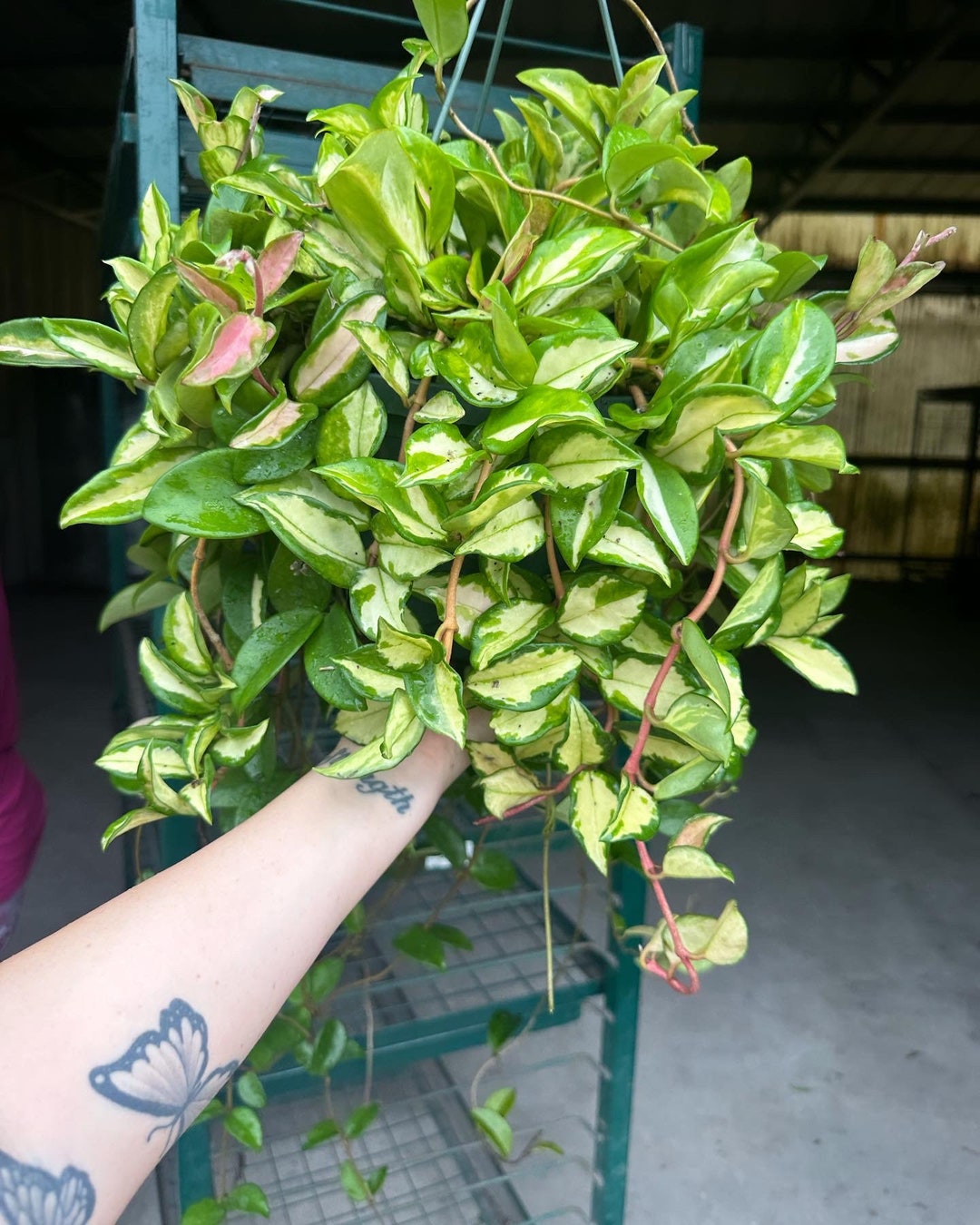 Queen / Chelsea/ Exotica / Rope - Etsy