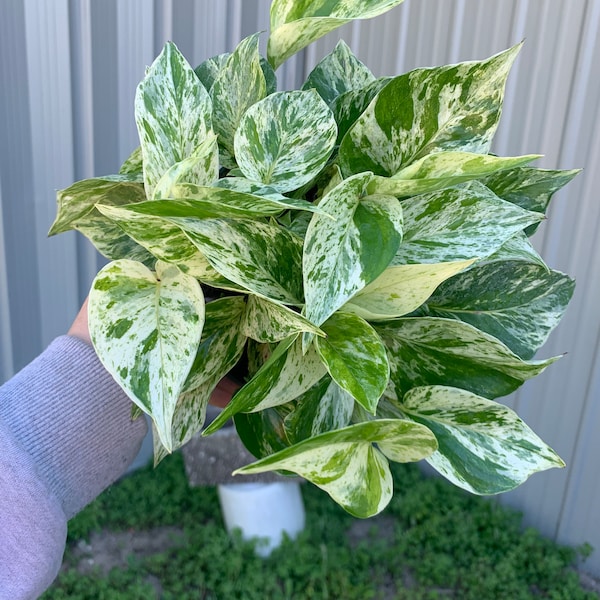 Snow Queen Pothos - Etsy