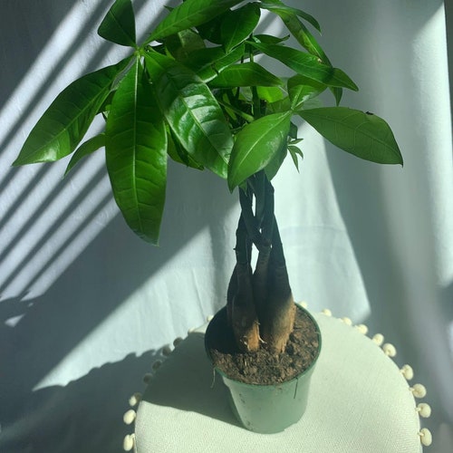 Braided Money Tree Plant Pachira Aquatica 4 Pot - Etsy