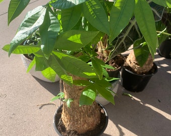 Money Tree Invitation | Etsy