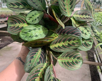 Red Maranta Plant 6 Pot - Etsy