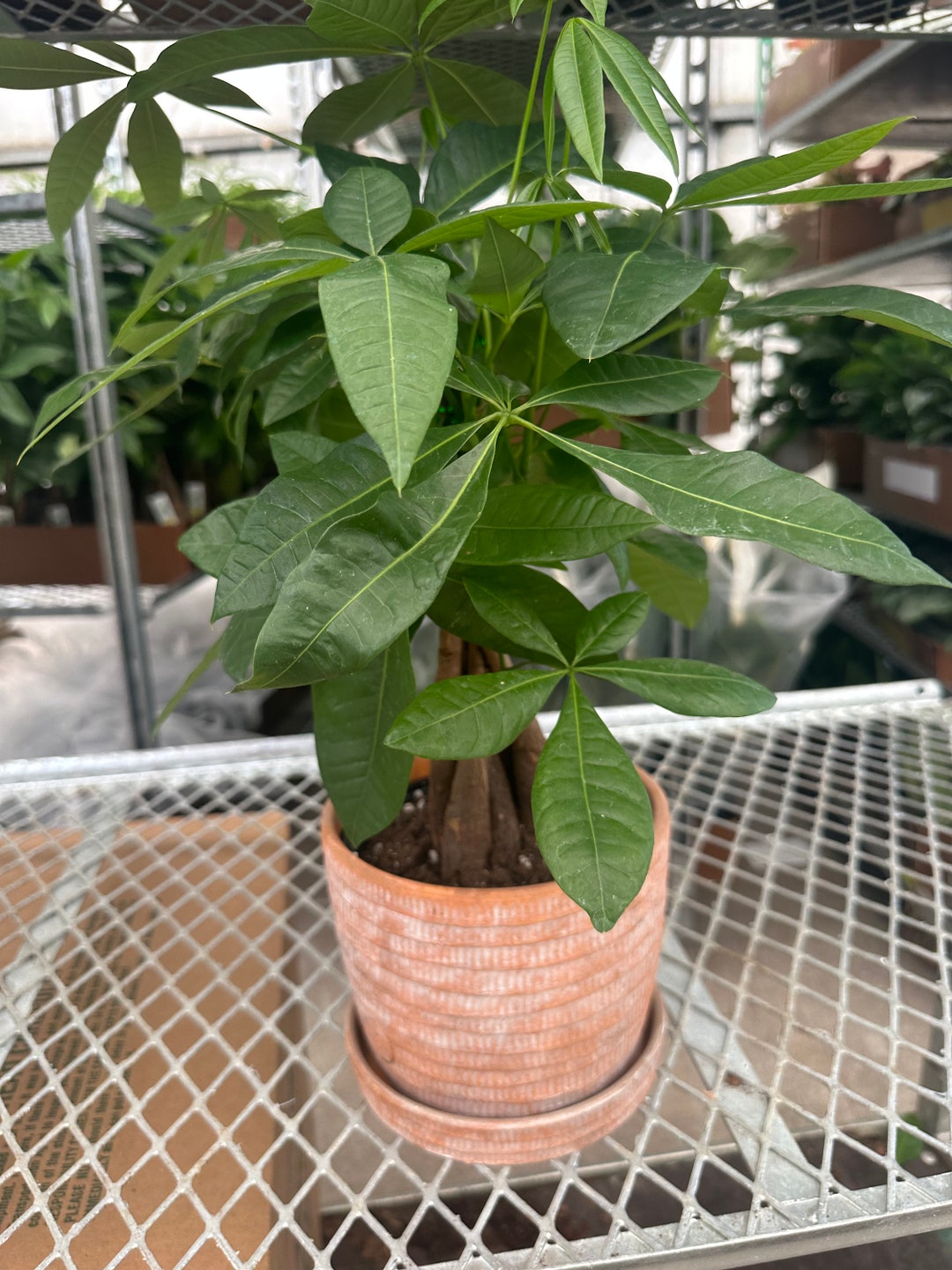 Pot 6 Urban Jungle POT Only - Etsy