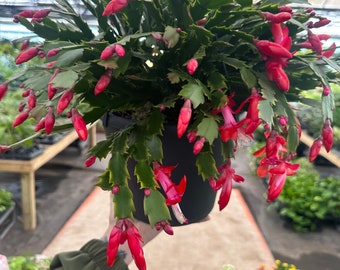 1 SCHLUMBERGERA BUCKLEYI a TRUE Christmas Cactus .. a Fine Starter ...