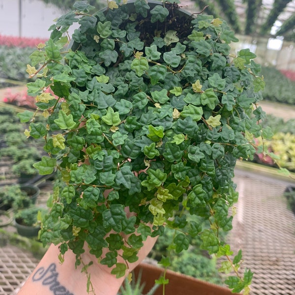 String of Frogs - Etsy