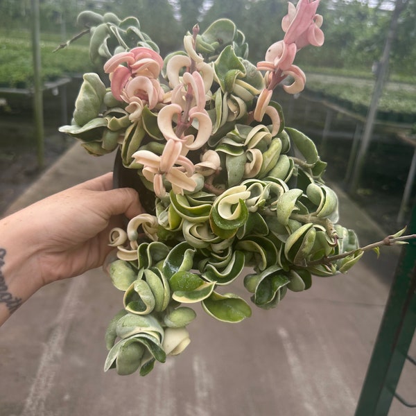 Hindu Rope Plant - Etsy