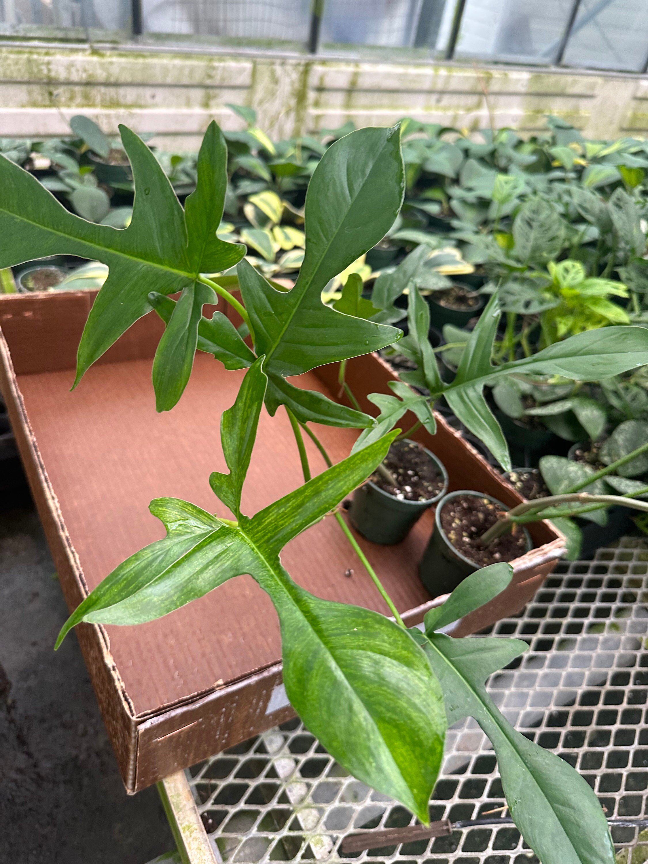 Philodendron Glad Hands - Etsy