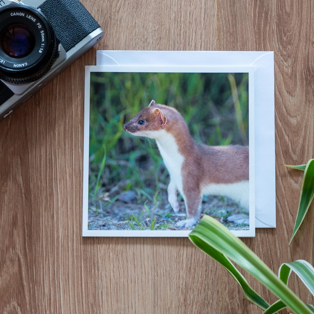 Stoat Greeting Card - Etsy
