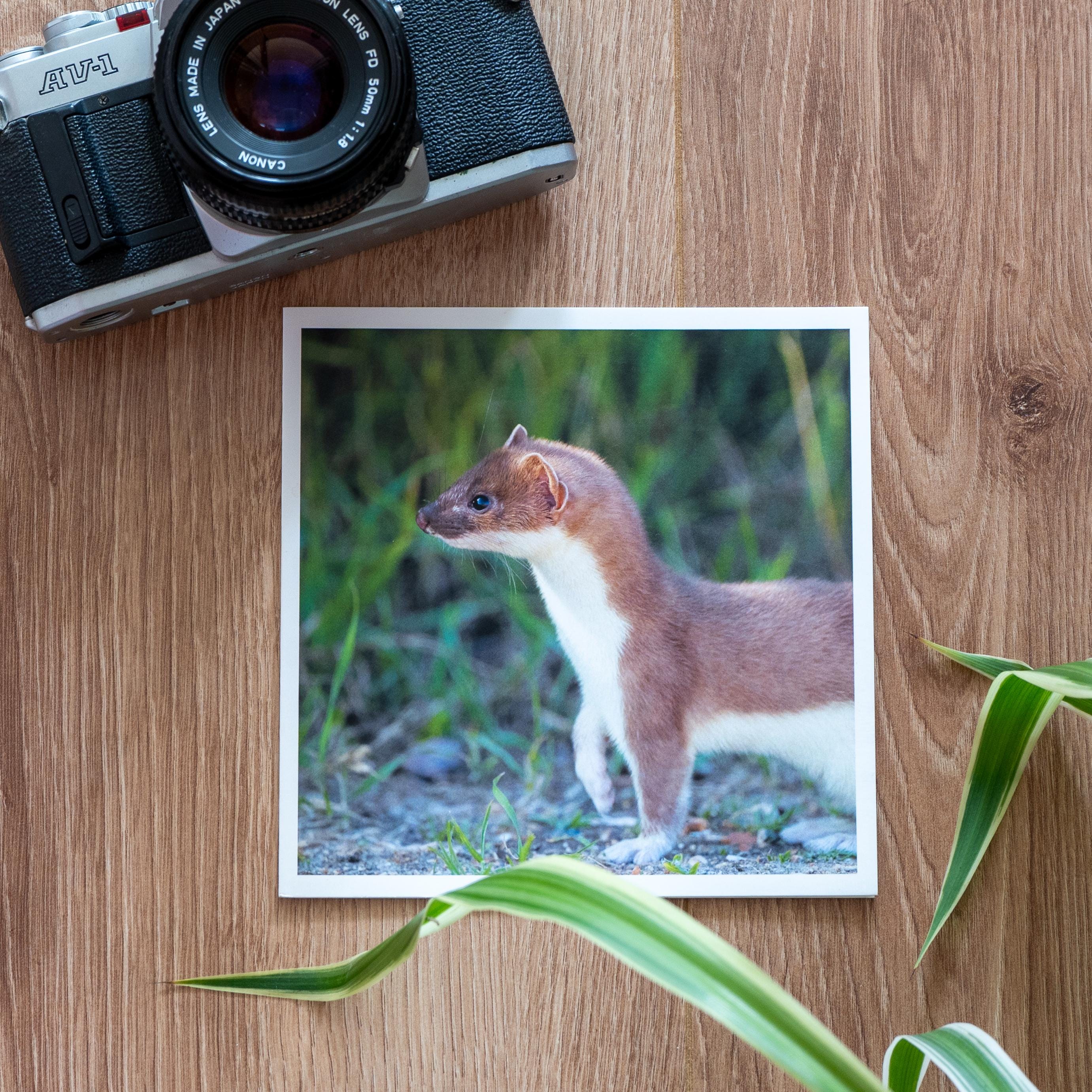 Stoat Greeting Card - Etsy