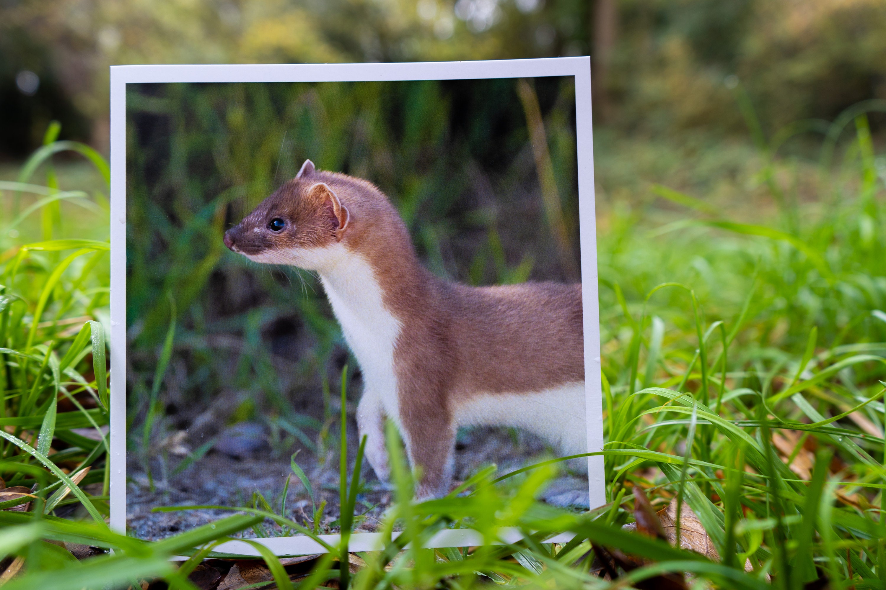 Stoat Greeting Card - Etsy