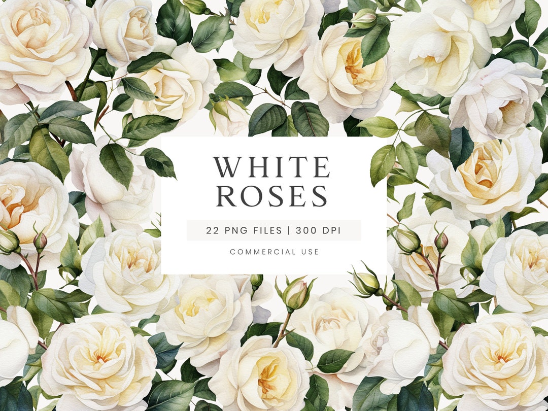 White Roses Clipart, Watercolor Flowers, Wedding Clipart, White Floral ...