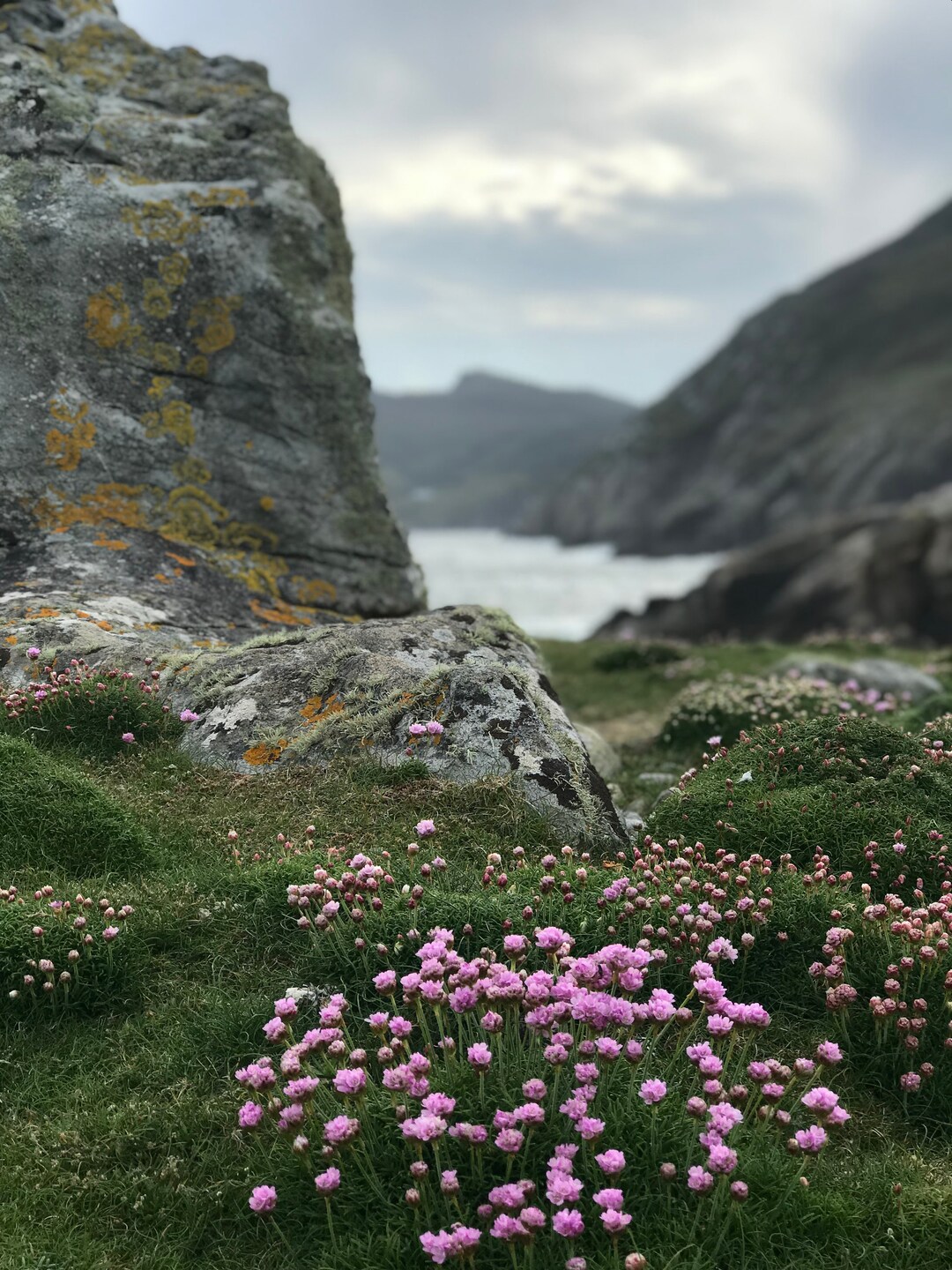 Sea Pink on Croaghaun Cliffs, Achill Island, Ireland Fine Art ...
