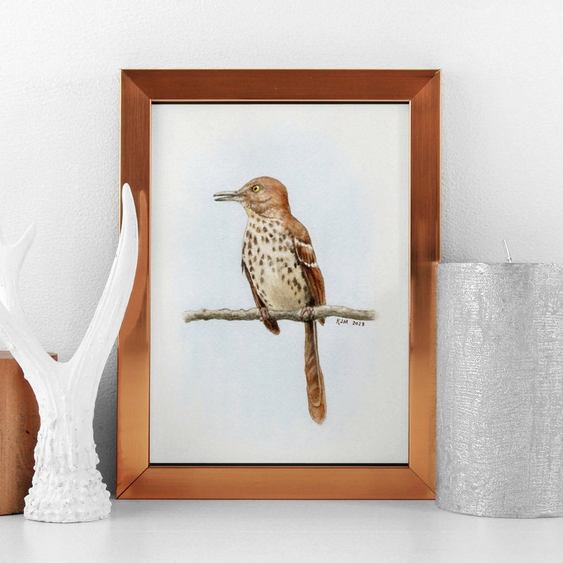 Brown Thrasher Bird Art - Etsy