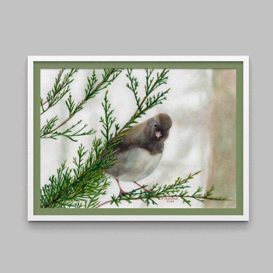 Dark-eyed Junco in Juniper - PRINT of My Original Watercolor Painting ...