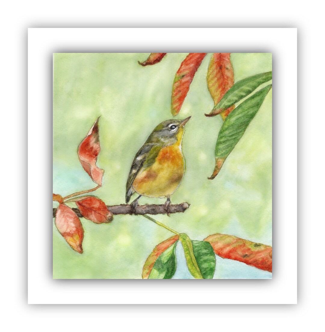 Northern Parula Warbler ORIGINAL 6x6 Watercolor Bird Painting Art ...