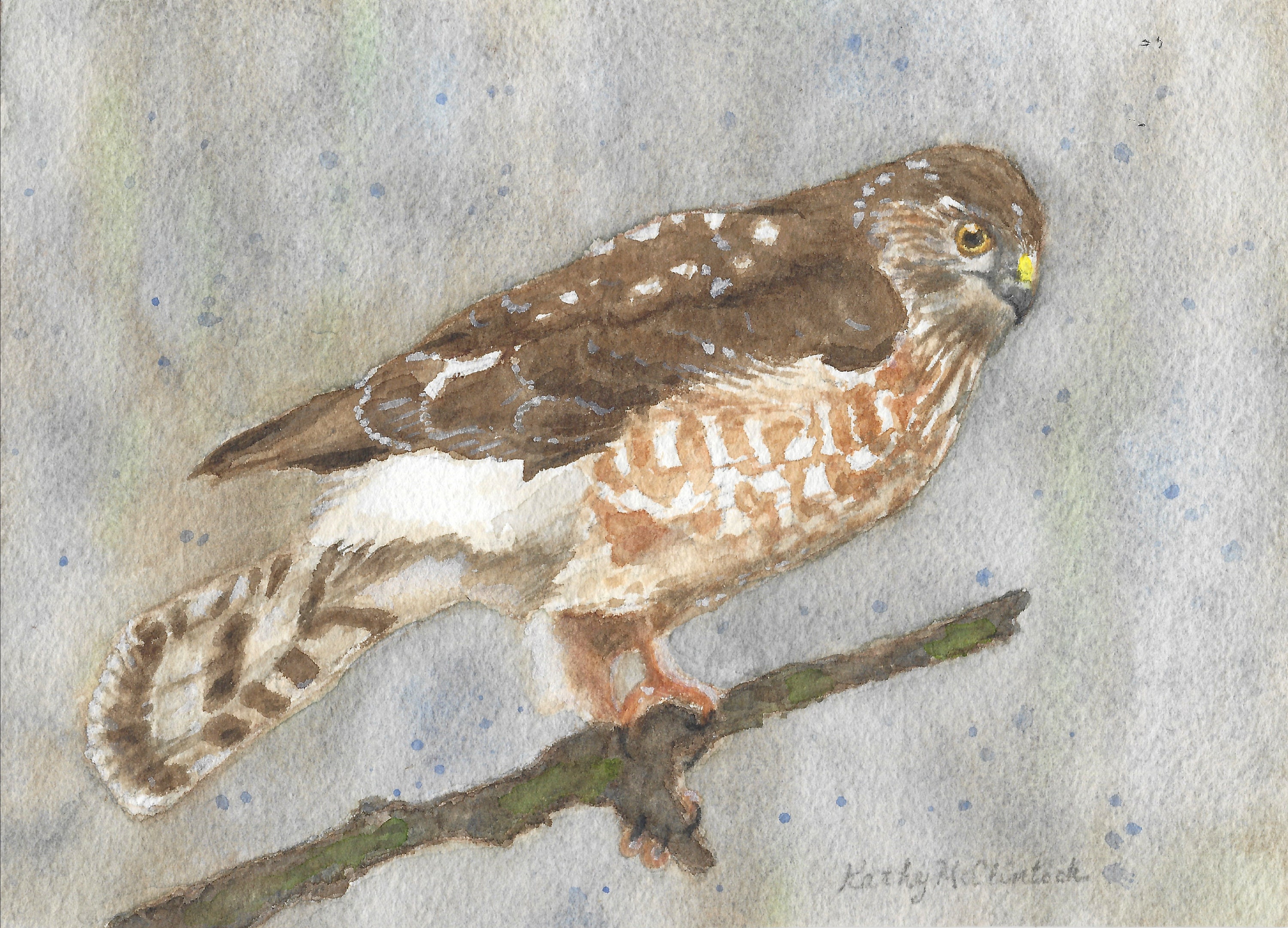Sharp-shinned Hawk PRINT of my original Watercolor Painting | Etsy