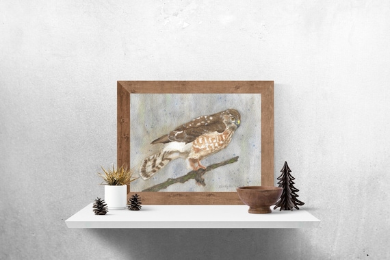 Sharp-shinned Hawk PRINT of My Original Watercolor Painting | Etsy