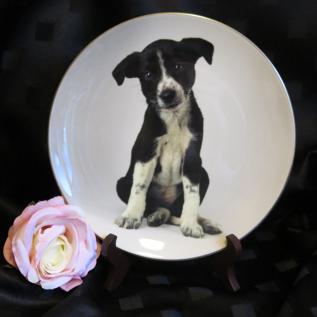 Vintage Puppy/dog Plate Vintage by Royal Doulton Royal Mail Collection ...